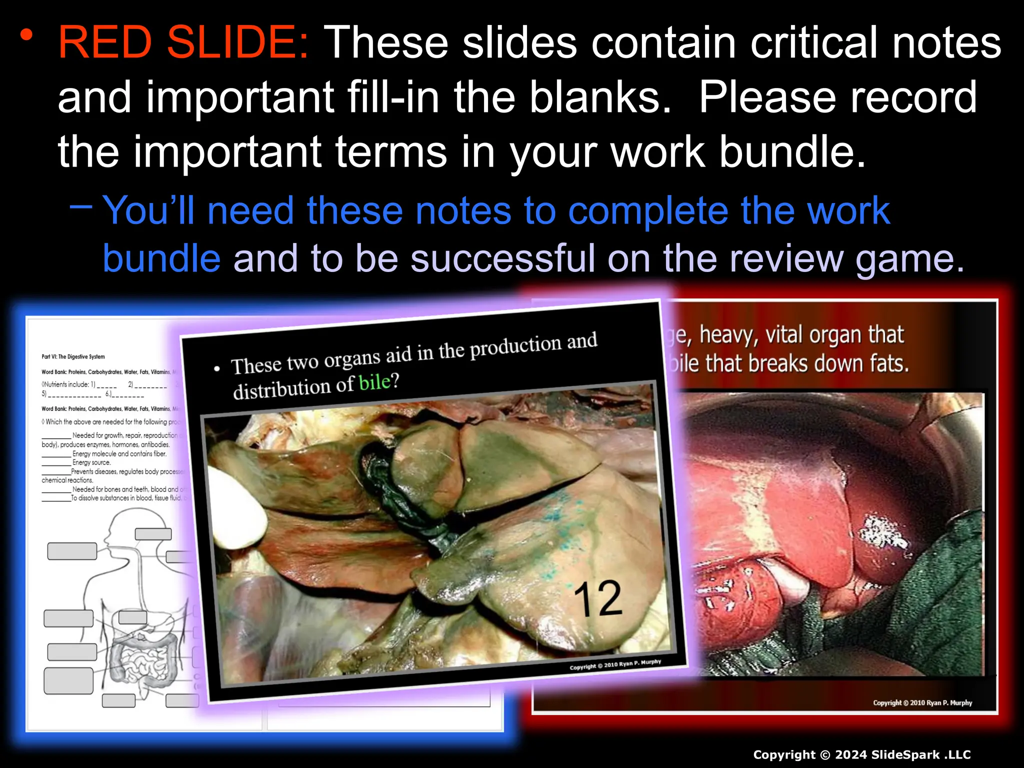 Lesson from the Digestive System Unit, Digestive System Slideshow ...