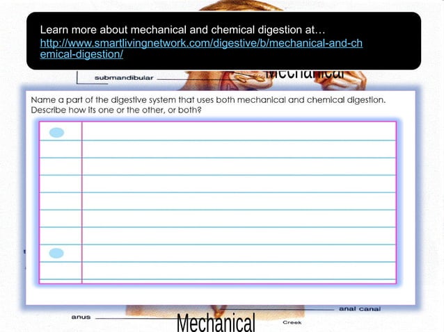 Lesson from the Digestive System Unit, Digestive System Slideshow ...