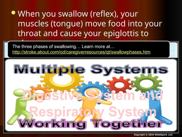 Lesson from the Digestive System Unit, Digestive System Slideshow ...