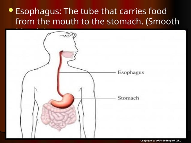 Lesson from the Digestive System Unit, Digestive System Slideshow ...