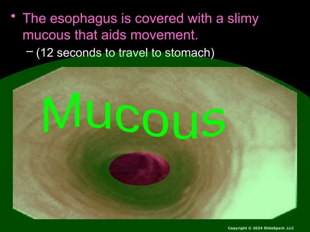 Lesson from the Digestive System Unit, Digestive System Slideshow ...