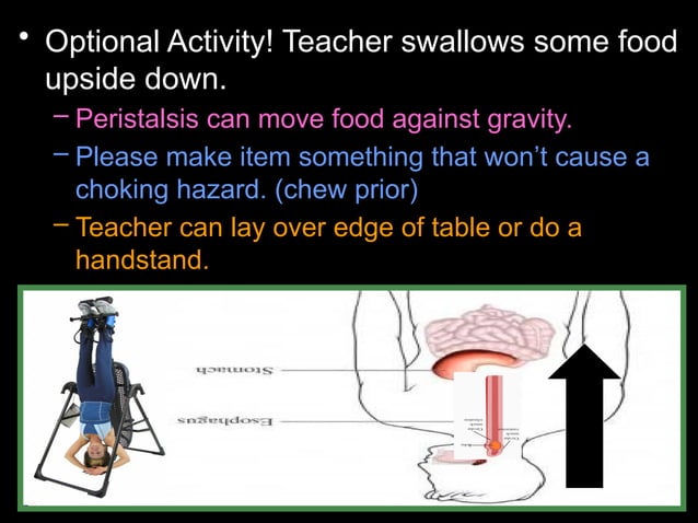 Lesson from the Digestive System Unit, Digestive System Slideshow, Middle School Science Lesson ...