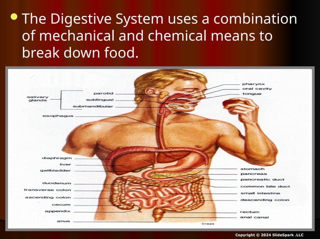 Lesson from the Digestive System Unit, Digestive System Slideshow ...