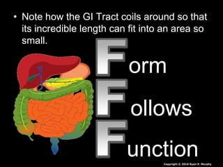 Digestive System Lesson PowerPoint, Digestion, Stomach, Intestine ...