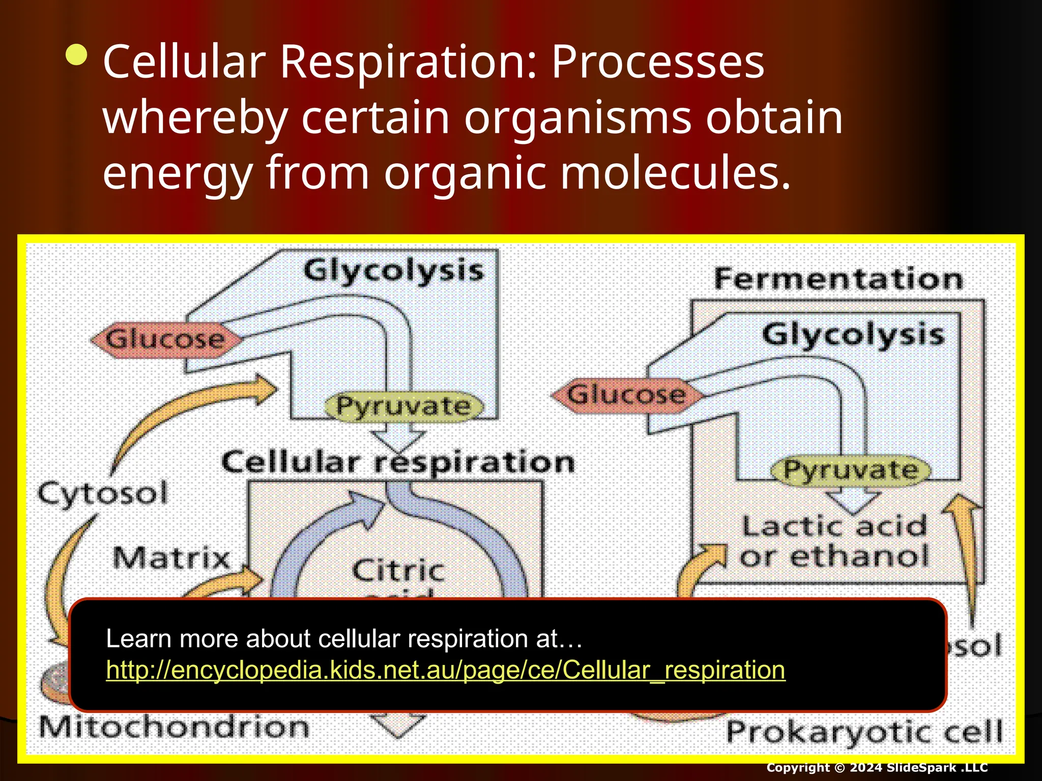 Intro to the Circulatory System Lesson, Circulatory System Lesson ...