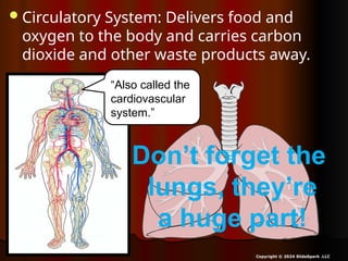 Intro to the Circulatory System Lesson, Circulatory System Lesson ...