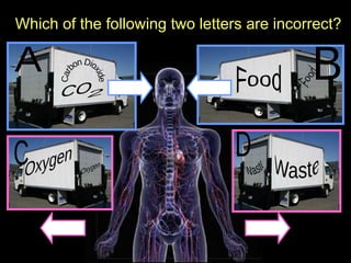 Circulatory System Quiz Game, Middle School Circulatory System ...