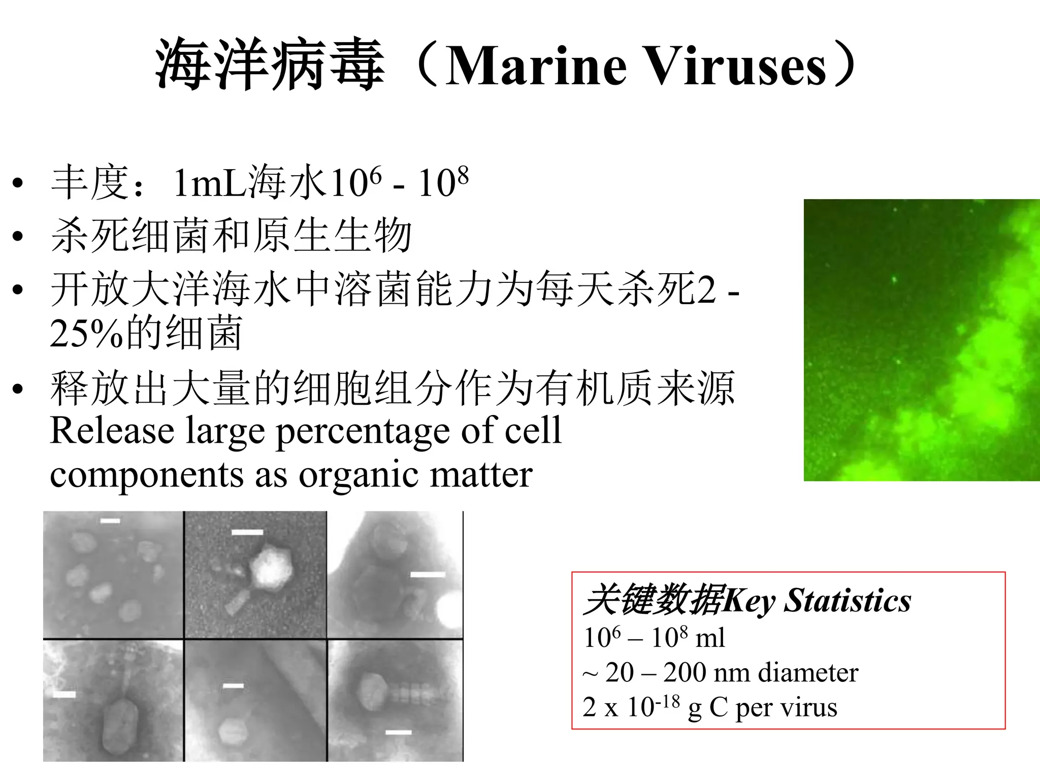 Part 7 Microbial Loop And Virus Ppt
