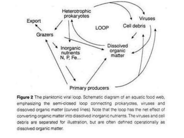 part 7-microbial loop and virus.ppt