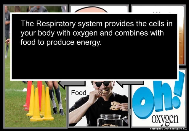 Introduction to the Respiratory System Lesson, Middle School ...