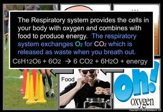 Introduction to the Respiratory System Lesson, Middle School ...