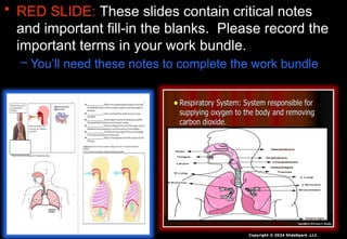 Introduction to the Respiratory System Lesson, Middle School ...