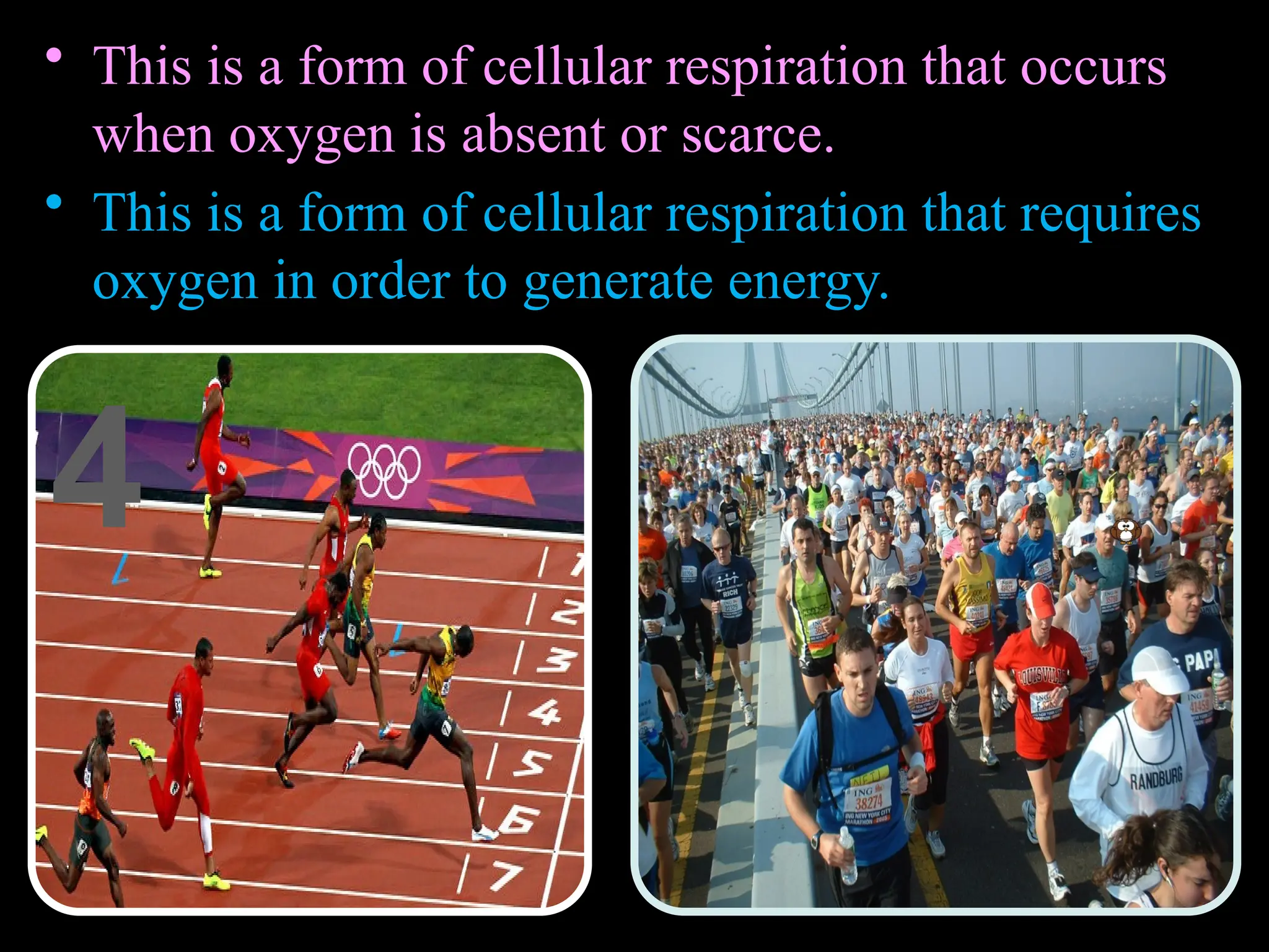 Excretory System Lesson, Excretory System Slideshow, SlideSpark Science ...