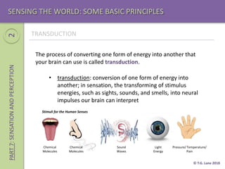 Part 7 (Sensation and Perception) | PPTX