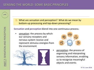 Part 7 (Sensation and Perception) | PPTX