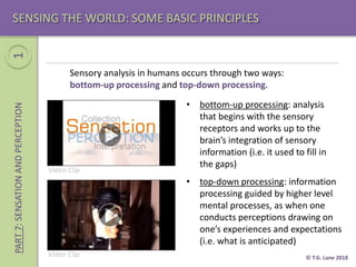 Part 7 (Sensation and Perception) | PPT