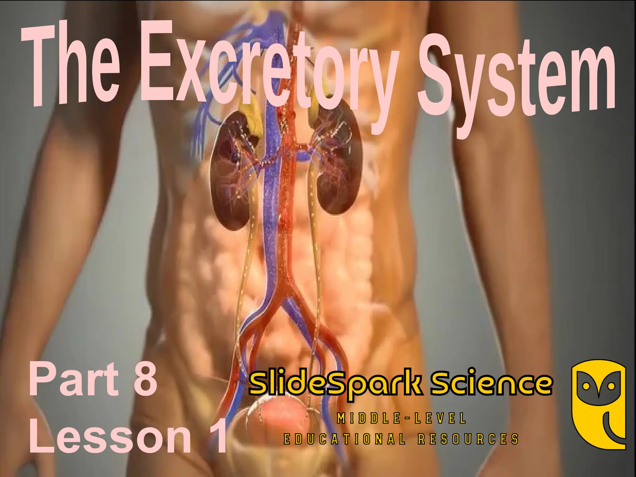 Excretory System Introduction Lesson, Excretory System Slideshow, SlideSpark Science | PPTX