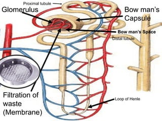 Excretory System Introduction Lesson, Excretory System Slideshow ...