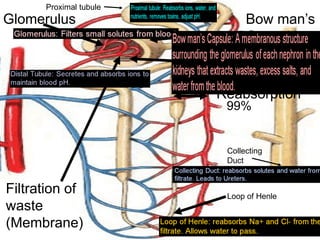 Excretory System Introduction Lesson, Excretory System Slideshow ...