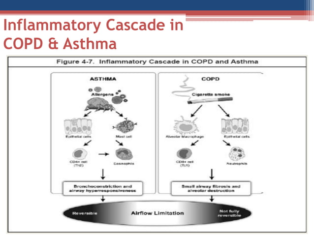 COPD Lecture 9 spirometry of obstructive lung diseases | PDF | Lung and ...