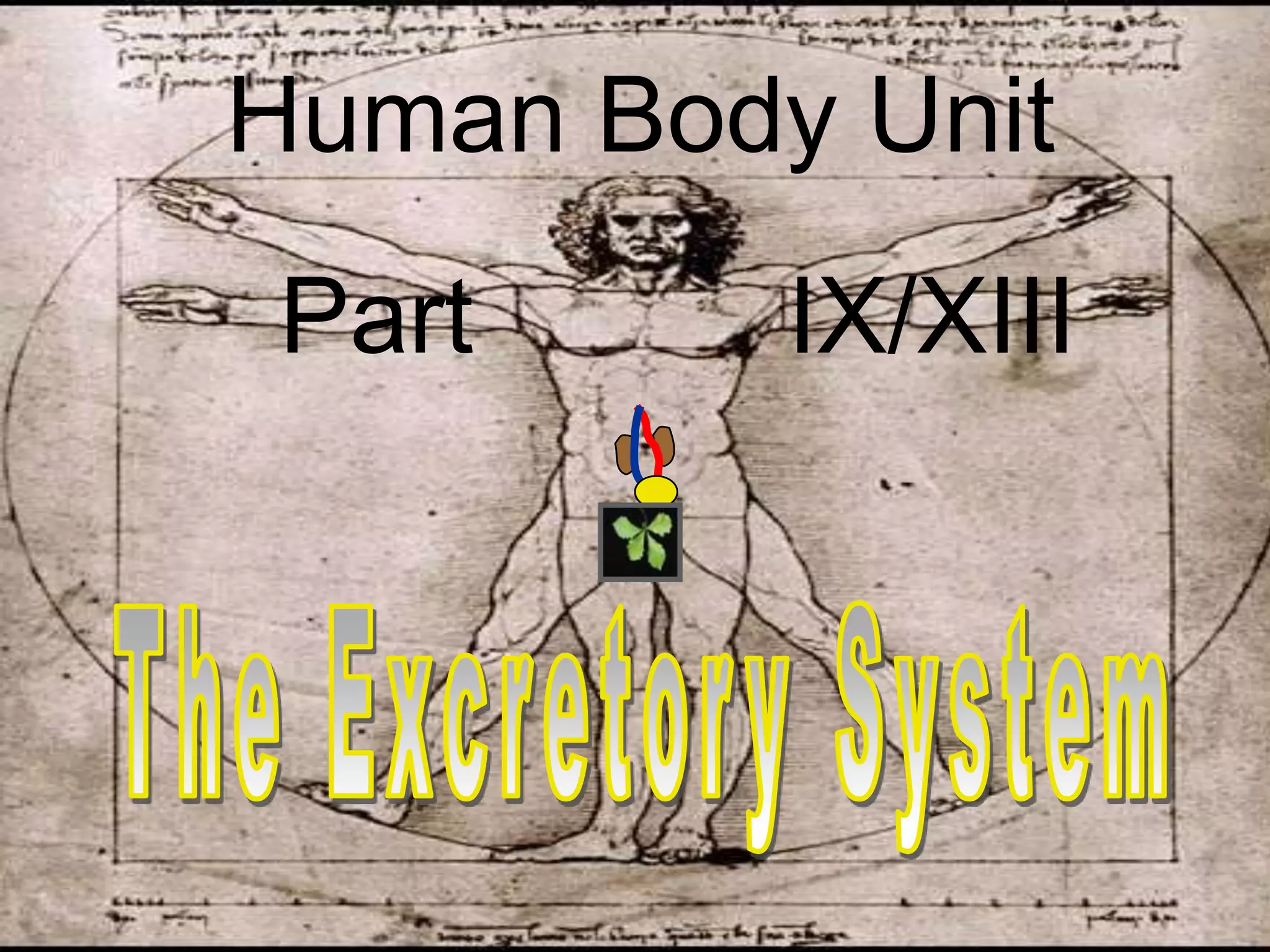 The Excretory System Lesson PowerPoint, Kidneys, Bladder, Skinn and ...