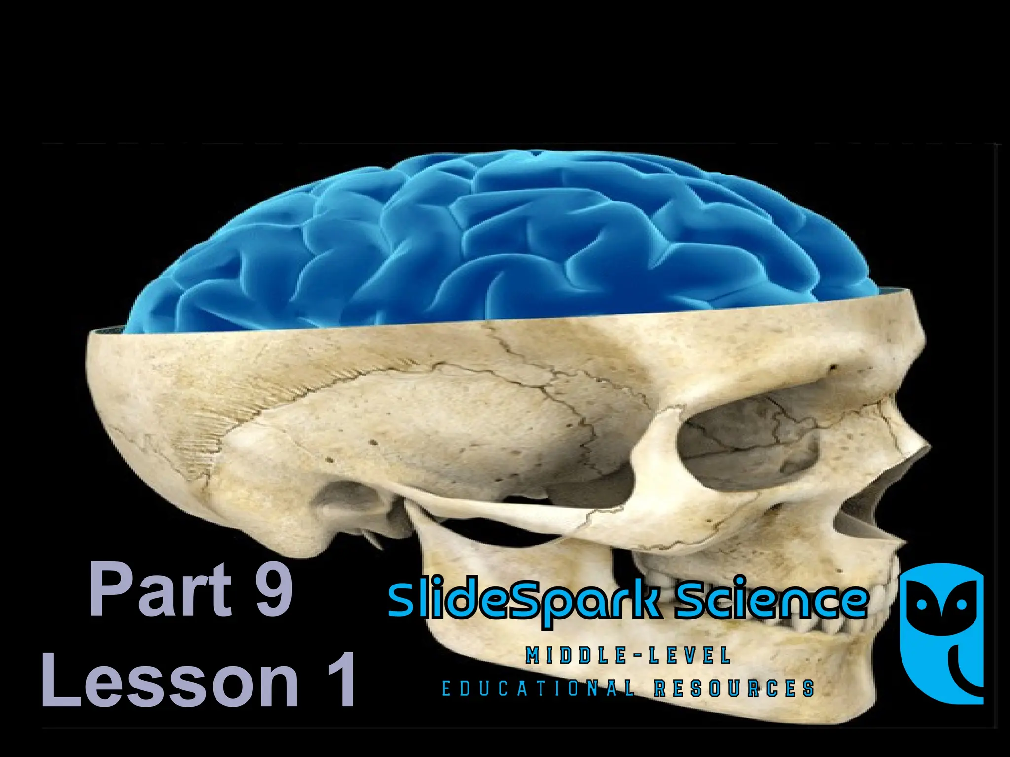 Introduction to the the Nervous System, Nervous System Slideshow, Middle School Science Lesson ...