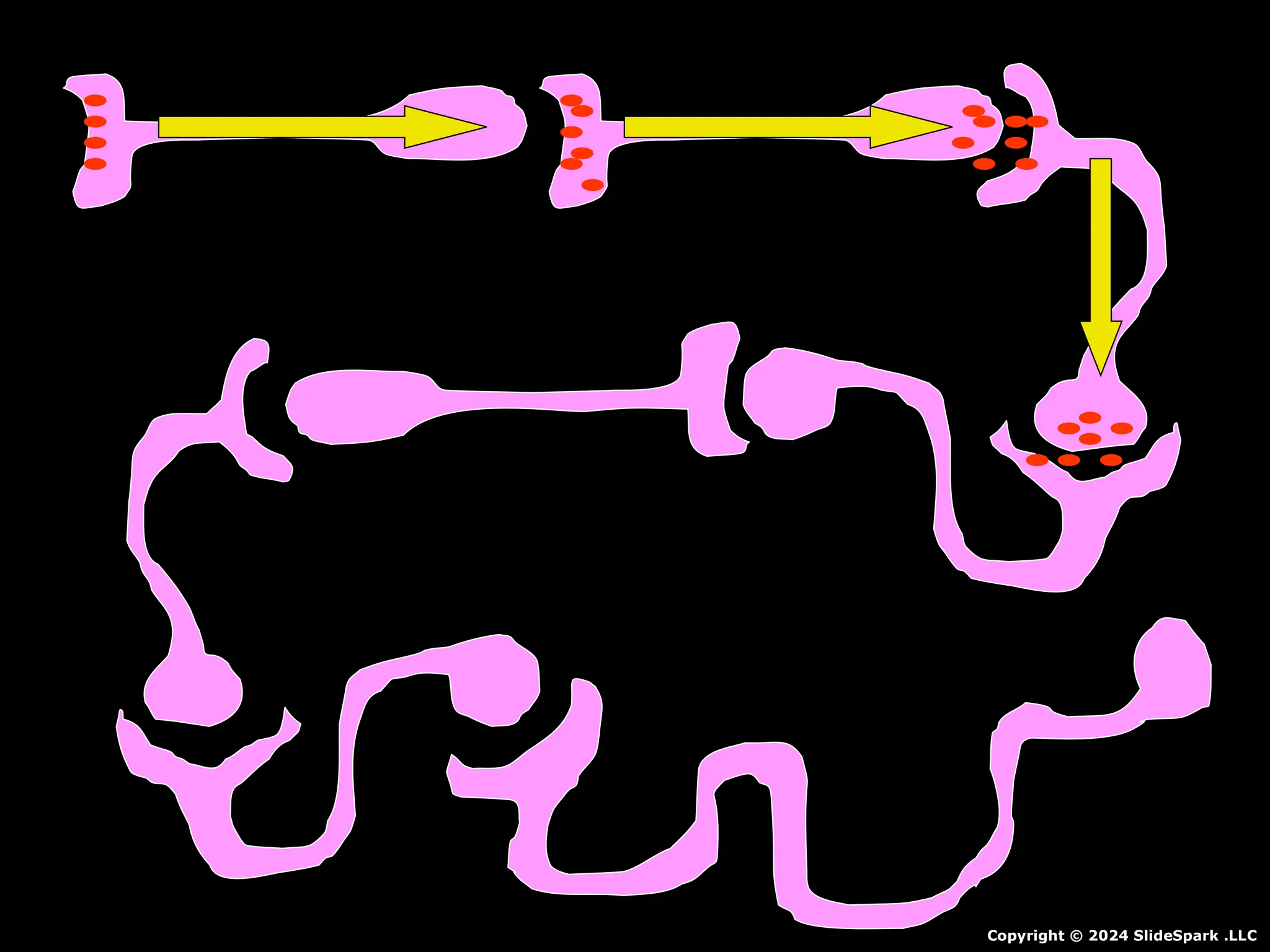 Introduction to the the Nervous System, Nervous System Slideshow ...