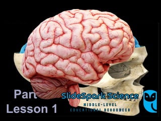 Introduction to the the Nervous System, Nervous System Slideshow ...
