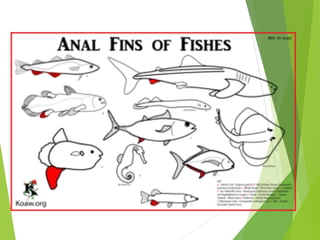 Part and functions of fish organs | PPT