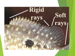 Part and functions of fish organs | PPT