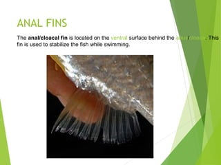 Part and functions of fish organs | PPT