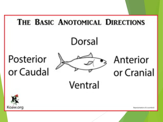 Part and functions of fish organs | PPT