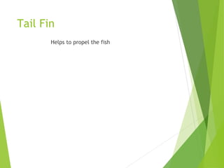 Part and functions of fish organs | PPT