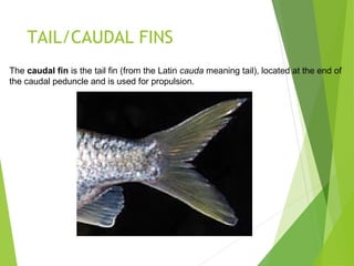 Part and functions of fish organs | PPT