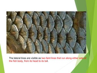Part and functions of fish organs | PPT