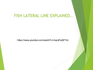Part and functions of fish organs | PPT