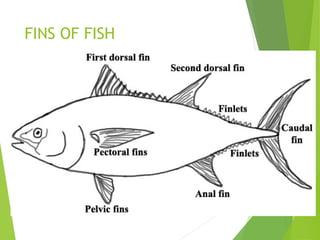 Part and functions of fish organs | PPT