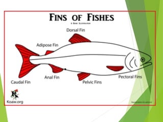 Part and functions of fish organs | PPT