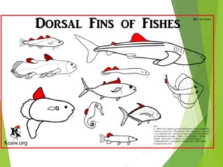 Part and functions of fish organs | PPT