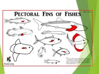Part and functions of fish organs | PPT