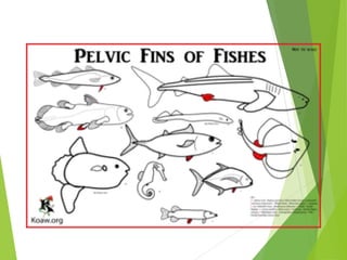 Part and functions of fish organs | PPT
