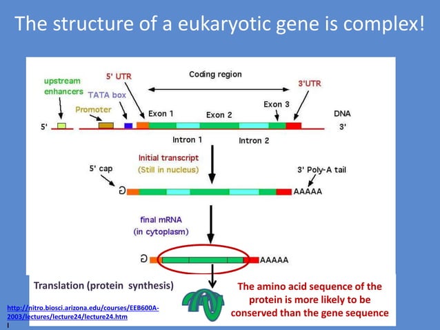 Introduction to Gene Mining: Part B: How similar are plant and animal ...