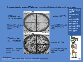 Introduction to Gene Mining: Part B: How similar are plant and animal ...