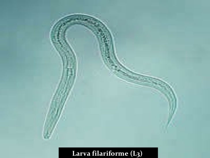 Atlas Parasitología