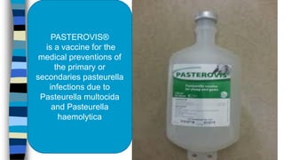 Parte 1 vaccination program in farm animals | PDF