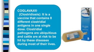 Parte 1 vaccination program in farm animals | PDF