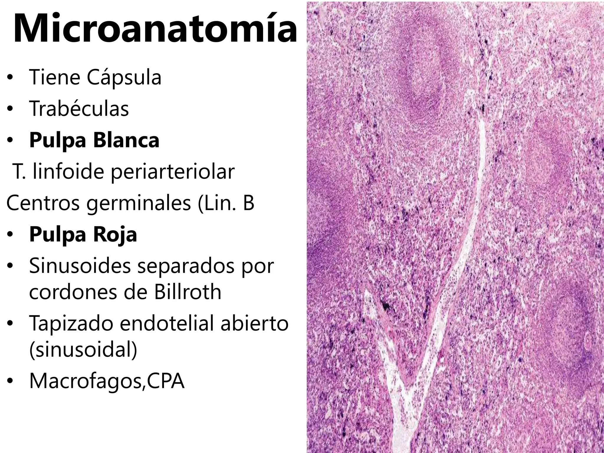 PATOLOGIA Enfermedades de los leucocitos,ganglios linfáticos,bazo y timo | PPT