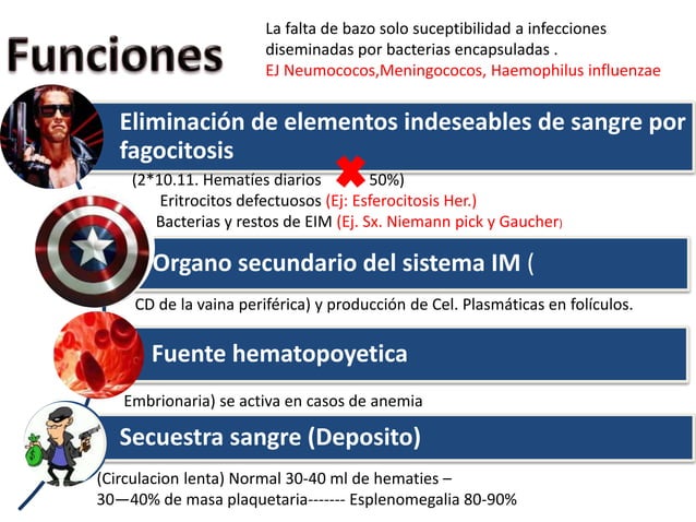 PATOLOGIA Enfermedades de los leucocitos,ganglios linfáticos,bazo y timo | PPT