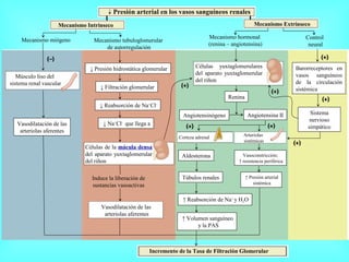 Parte 4 filtracion glomerular control fisiologico regulacion upao dr ...