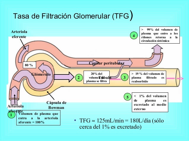 Parte 4 filtracion glomerular control fisiologico regulacion upao d…